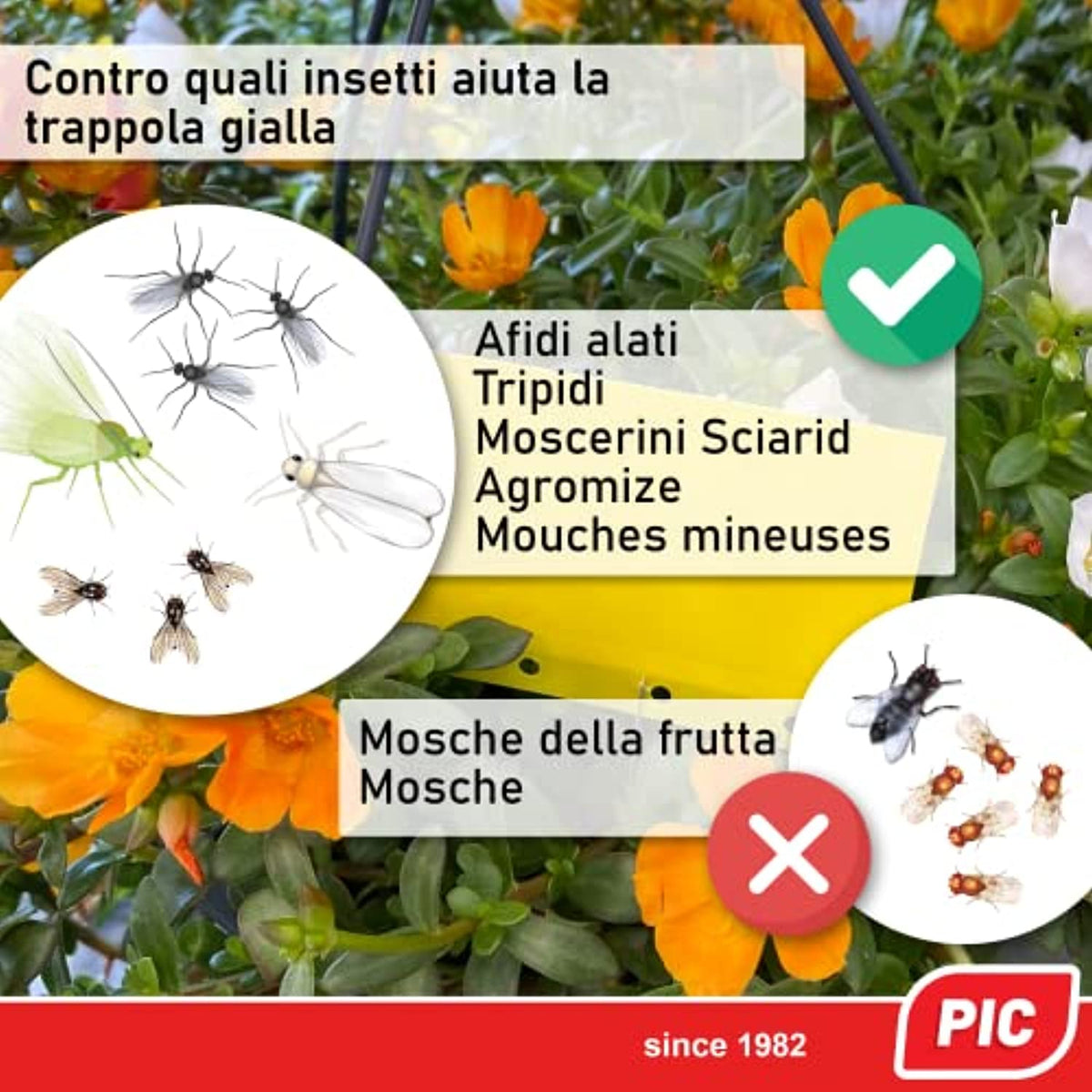 PIC - 40 Piccoli Adesivi Gialli, Contro moscerini dei Funghi, afidi, m ...